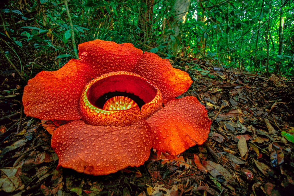 Frans Lanting Studio | Dialogues with Nature