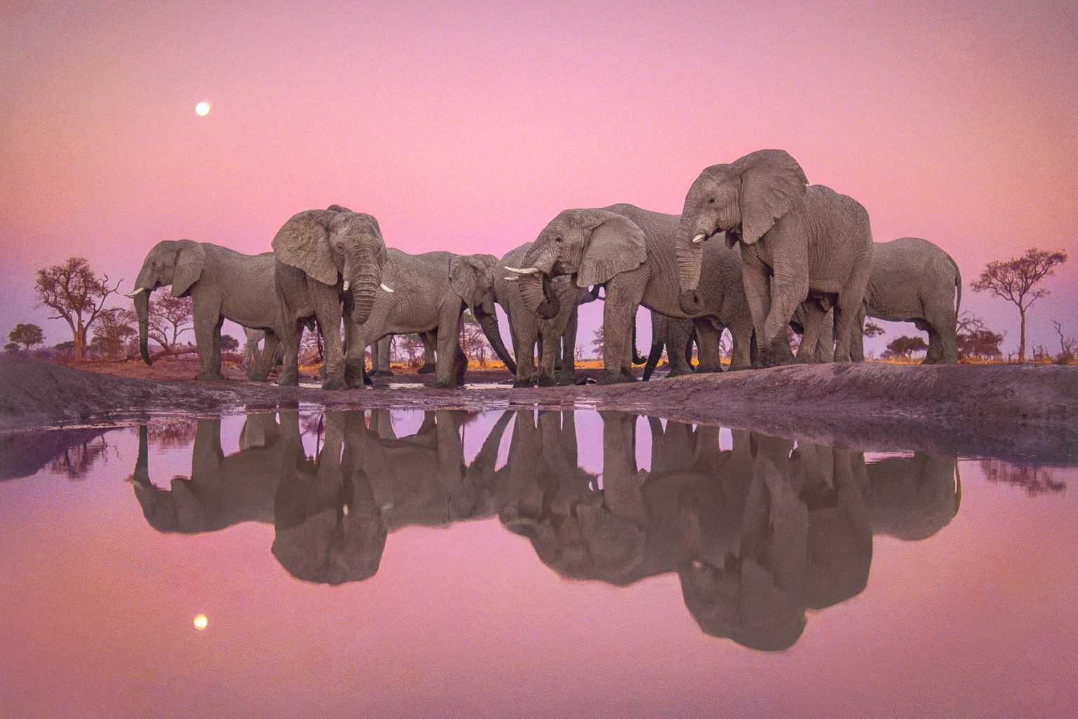 Frans Lanting Studio | Dialogues with Nature