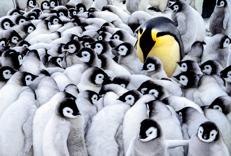 Frans Lanting | Home