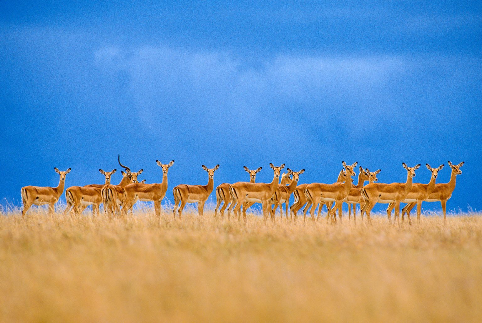 Frans Lanting Studio | Into Africa