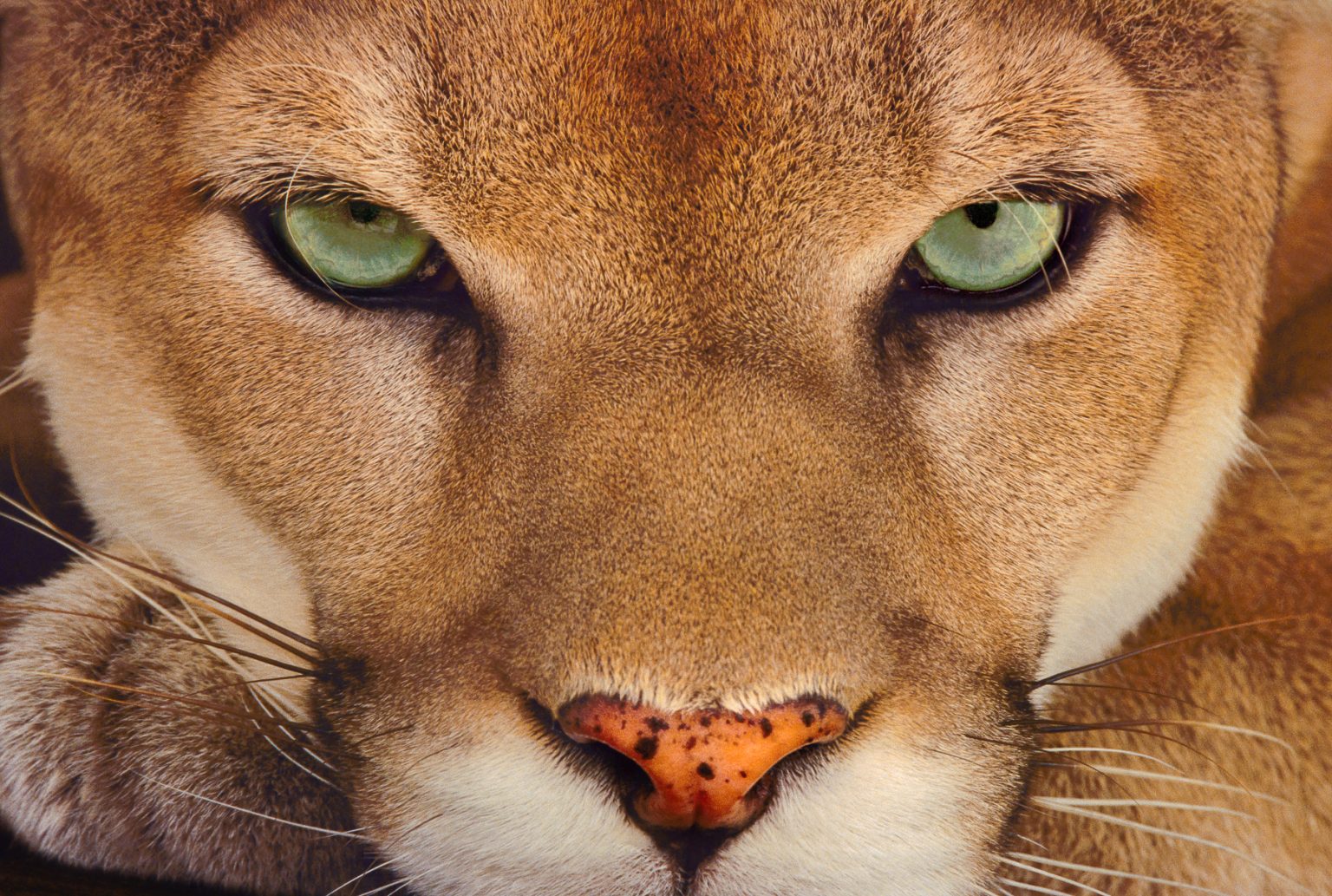 Frans Lanting Studio | Limited Edition Prints