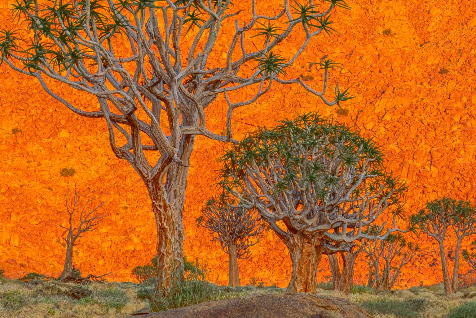 Frans Lanting Studio | Into Africa