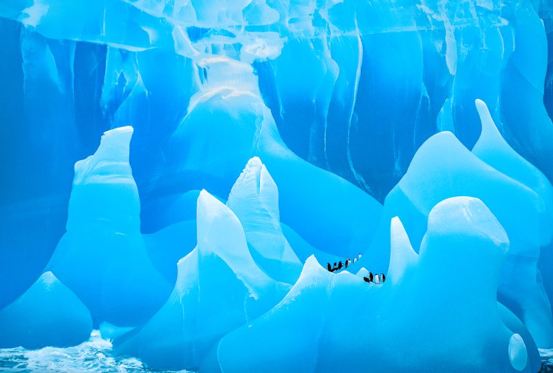 Frans Lanting Studio | Penguins