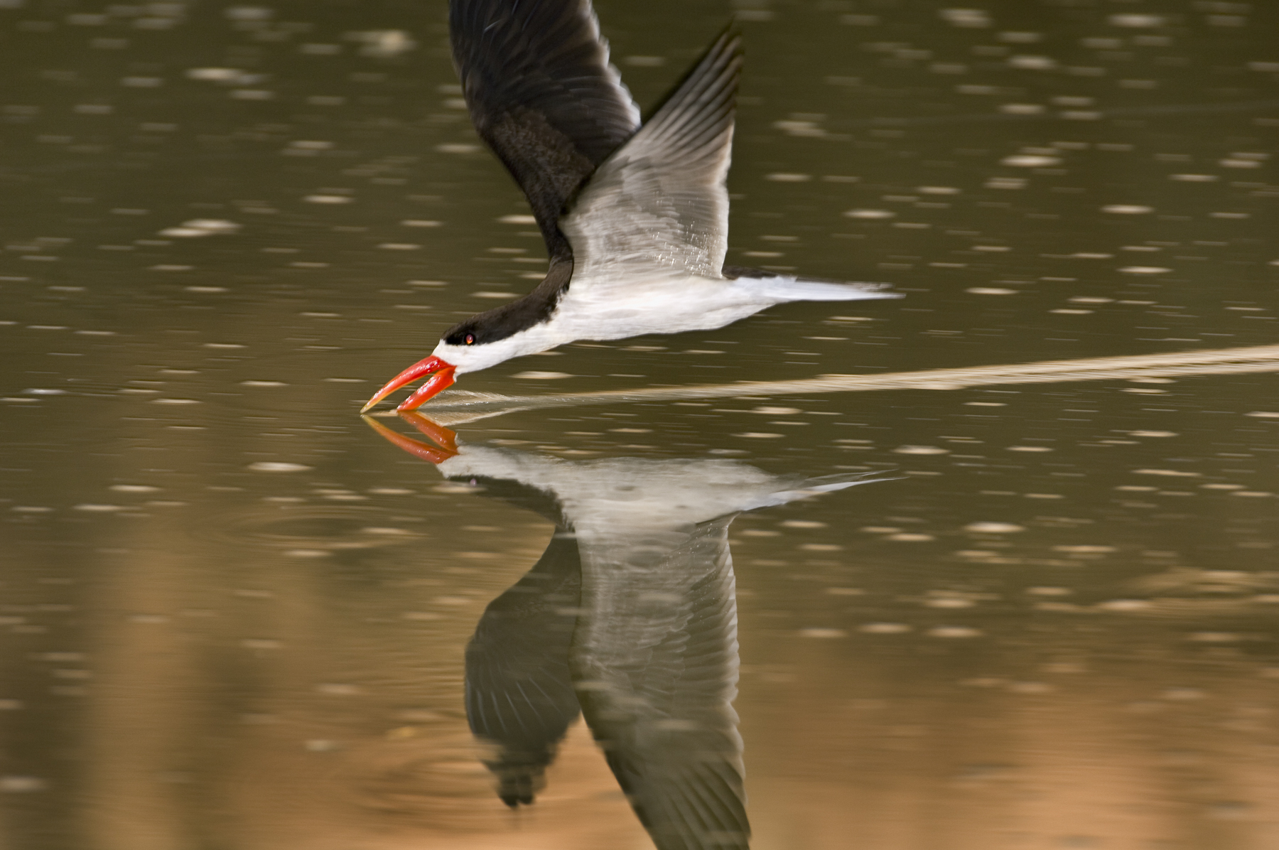 Frans Lanting | Home