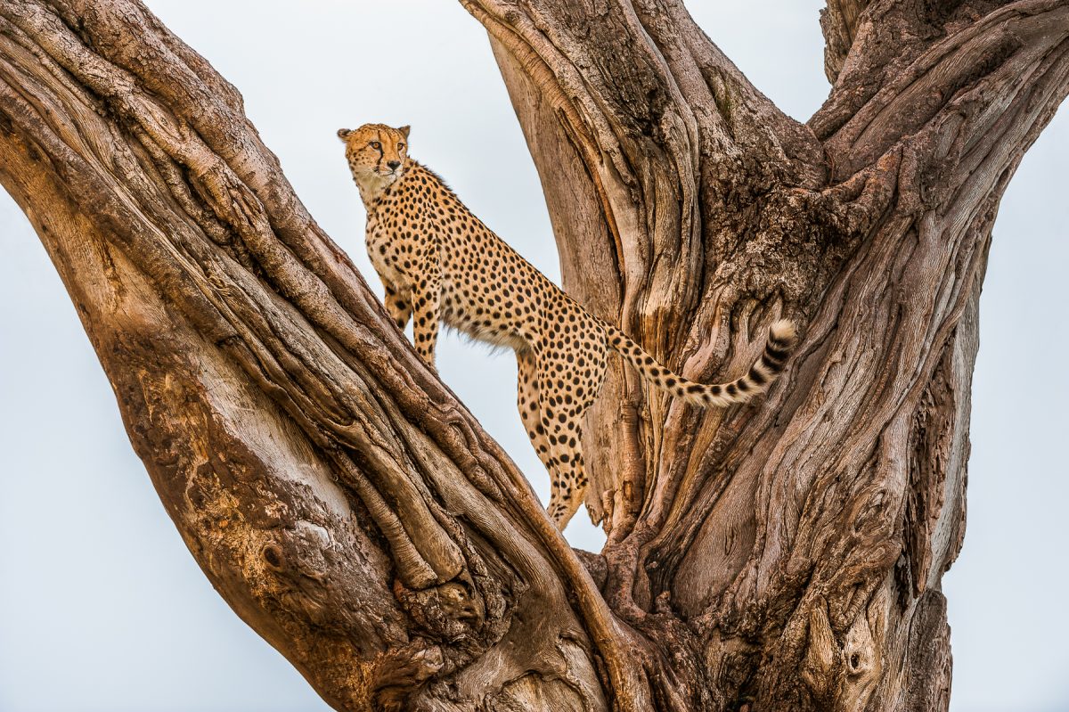 Frans Lanting | Home