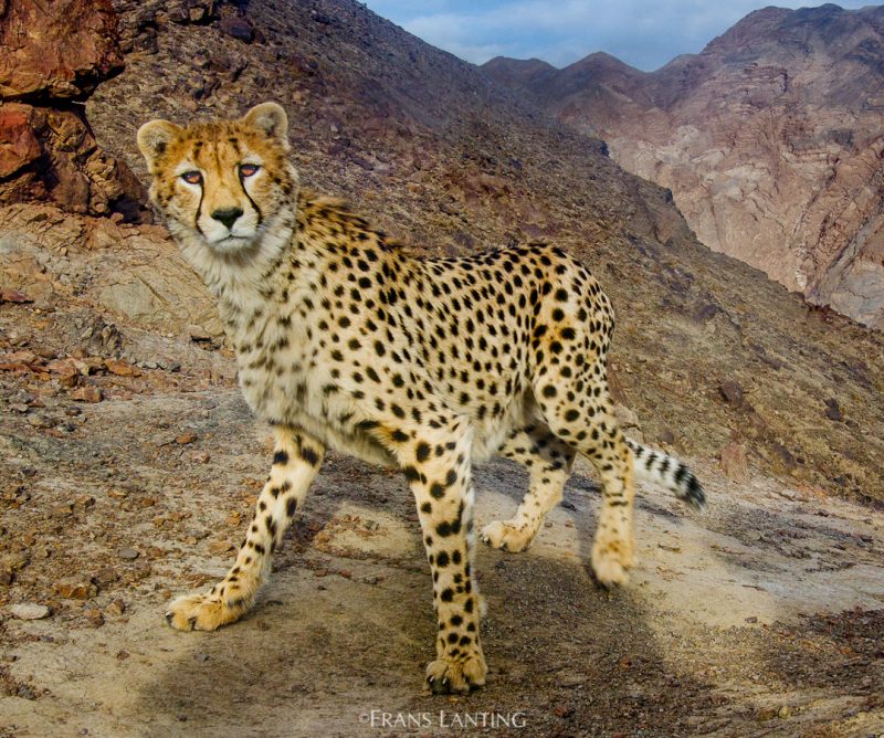 Frans Lanting Studio | News