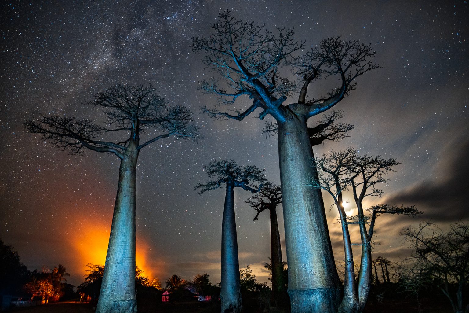 Frans Lanting | Home