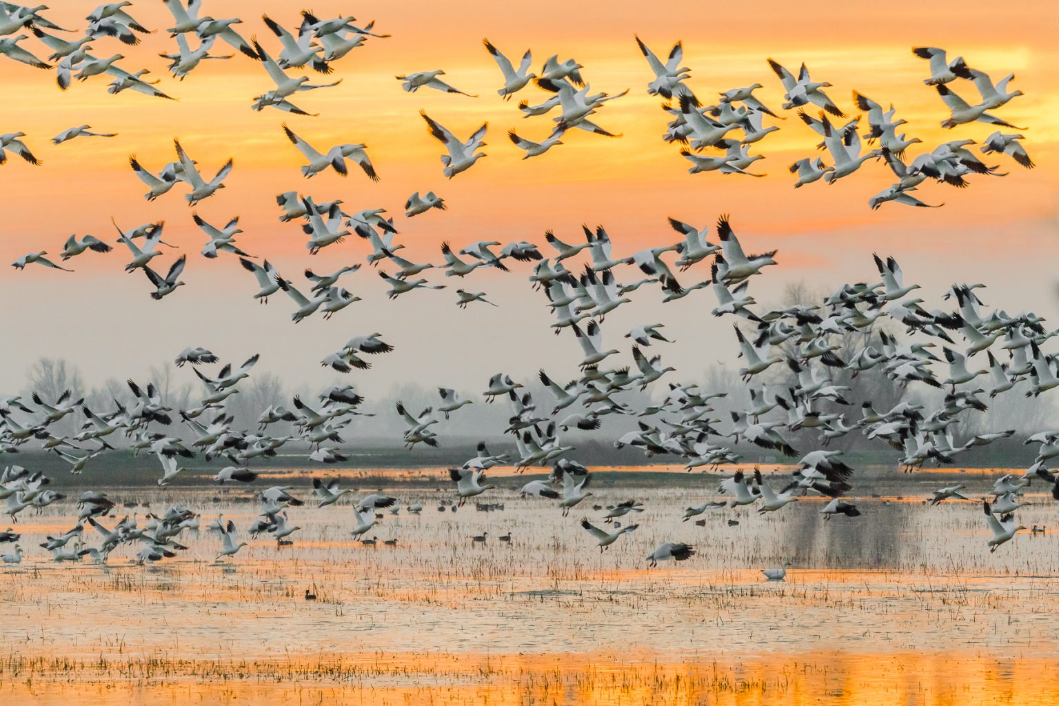 Frans Lanting | Home