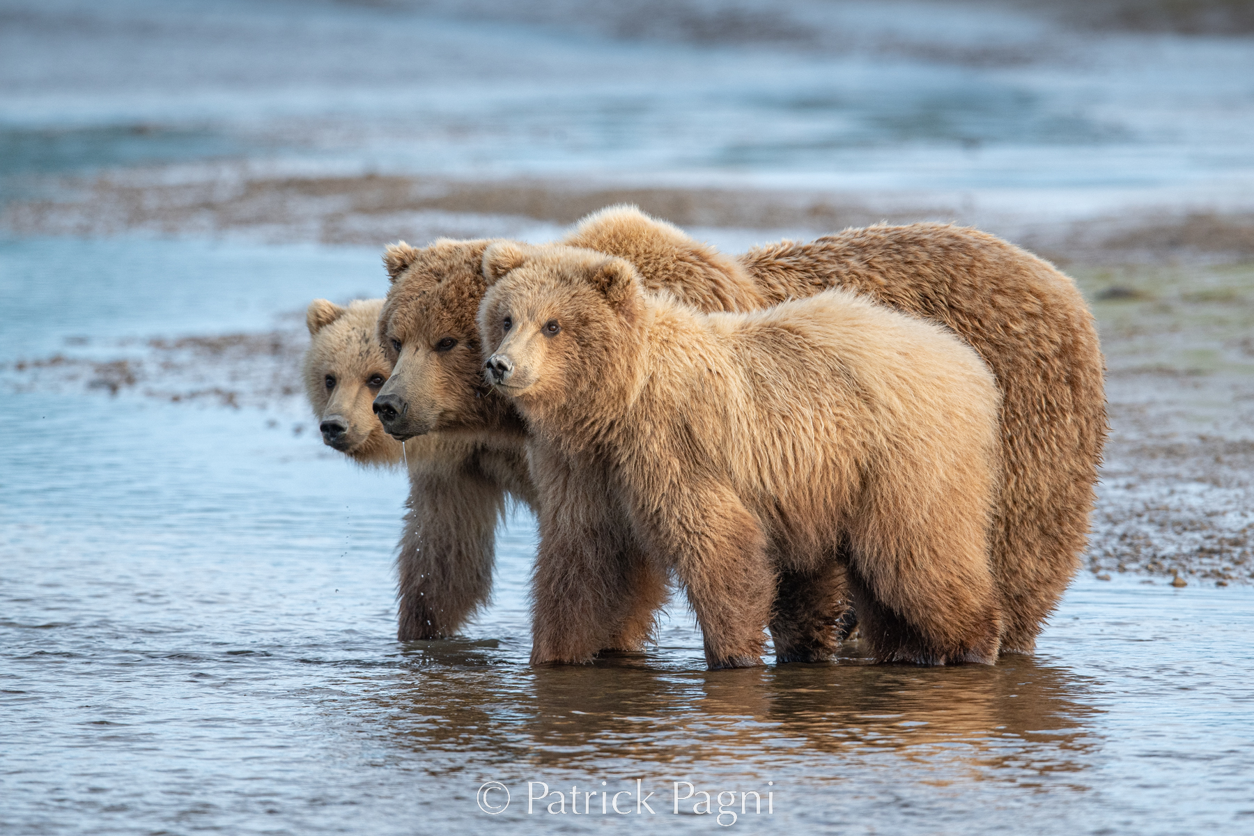 Frans Lanting Studio | Photography Workshops with Frans Lanting