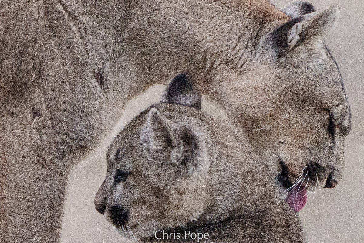 Frans Lanting Photo Travel I Patagonia 2024