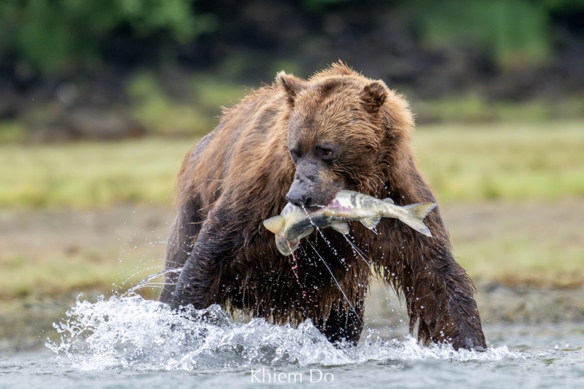 Frans Lanting Studio | News