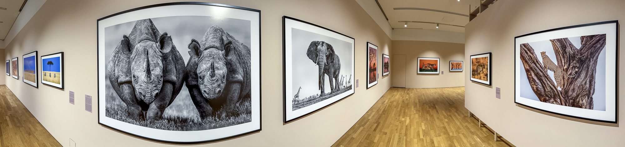 Frans Lanting Studio | Dialogues with Nature