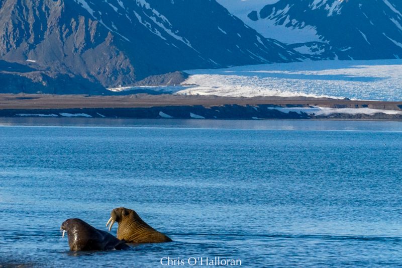 Frans Lanting Photo Tours I Svalbard 2023