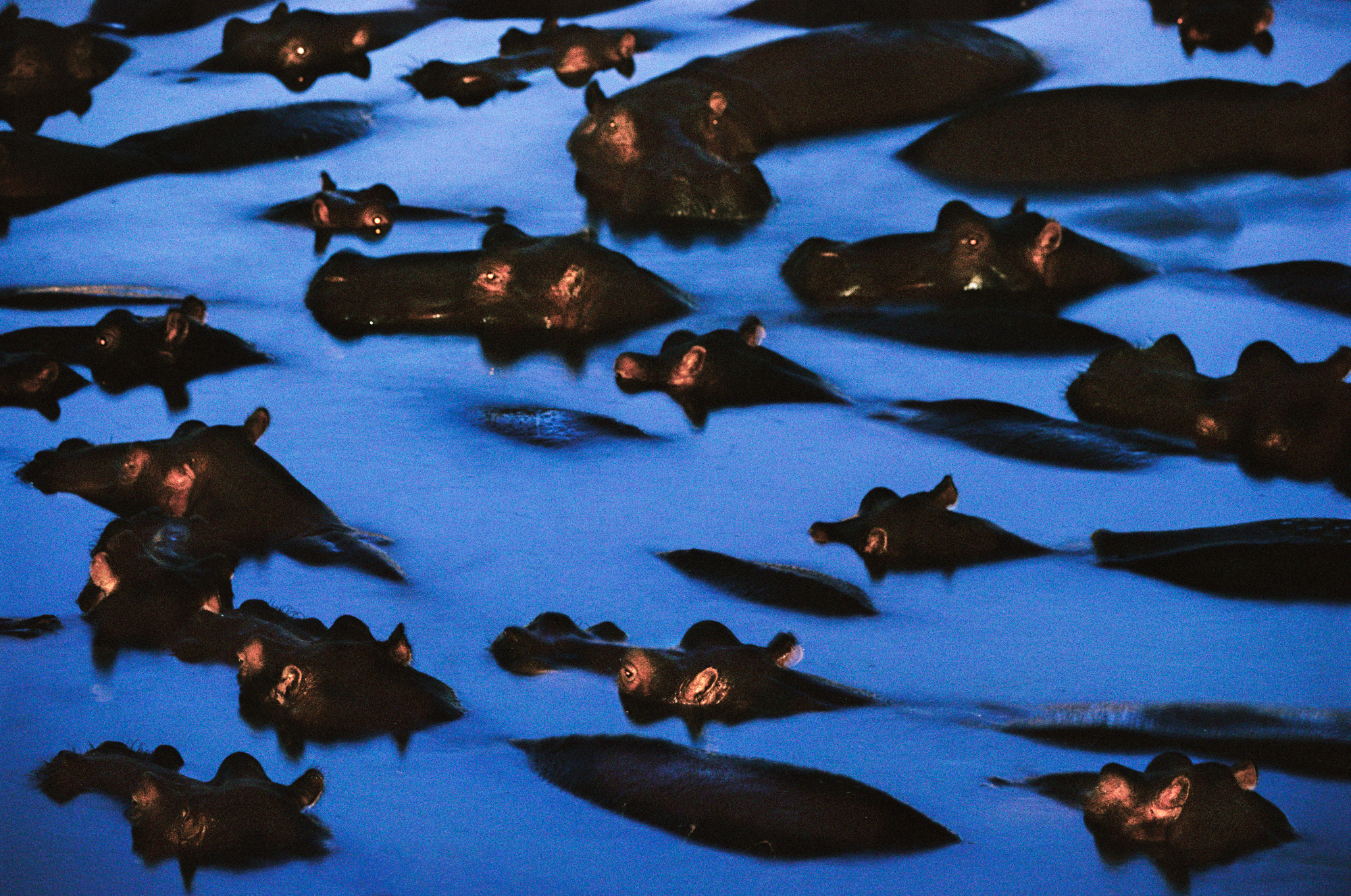 Frans Lanting Studio | Travel & Exclusive Photo Tours