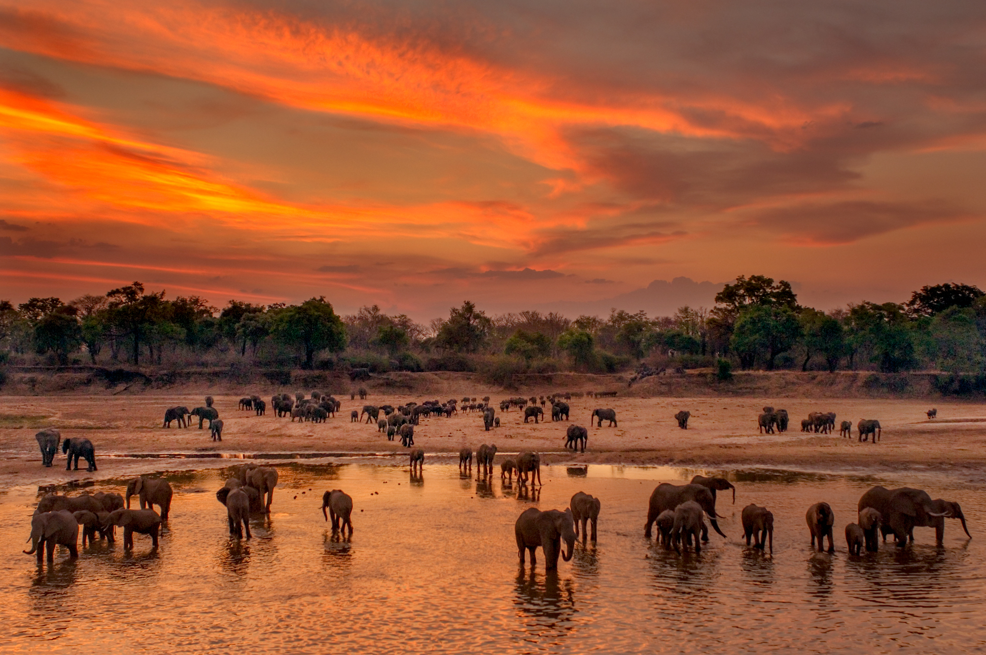 Frans Lanting Studio | Travel & Exclusive Photo Tours