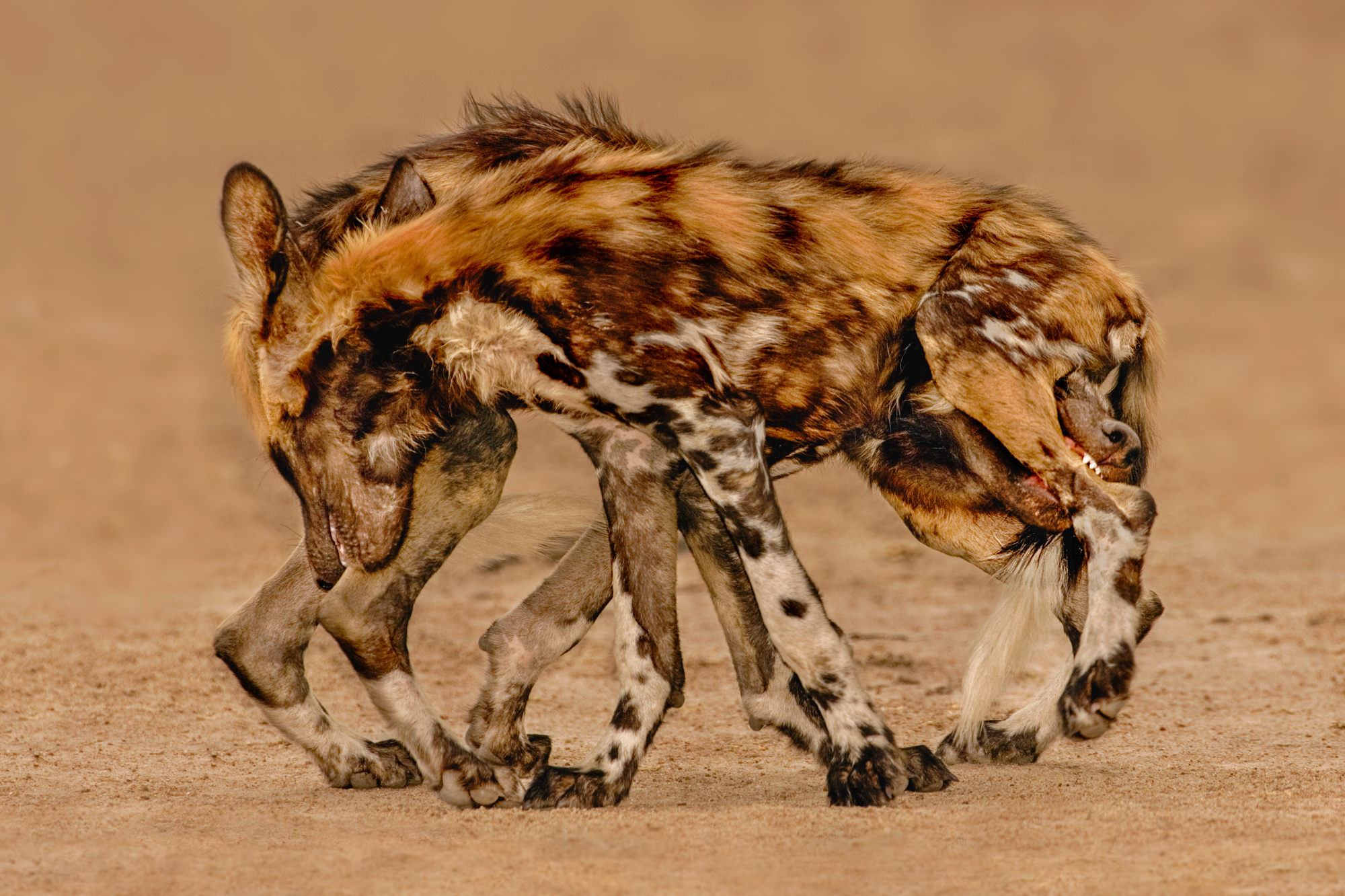 Frans Lanting Studio | Travel & Exclusive Photo Tours