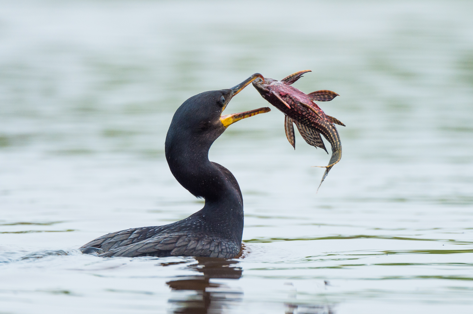 Frans Lanting Studio | Travel & Exclusive Photo Tours