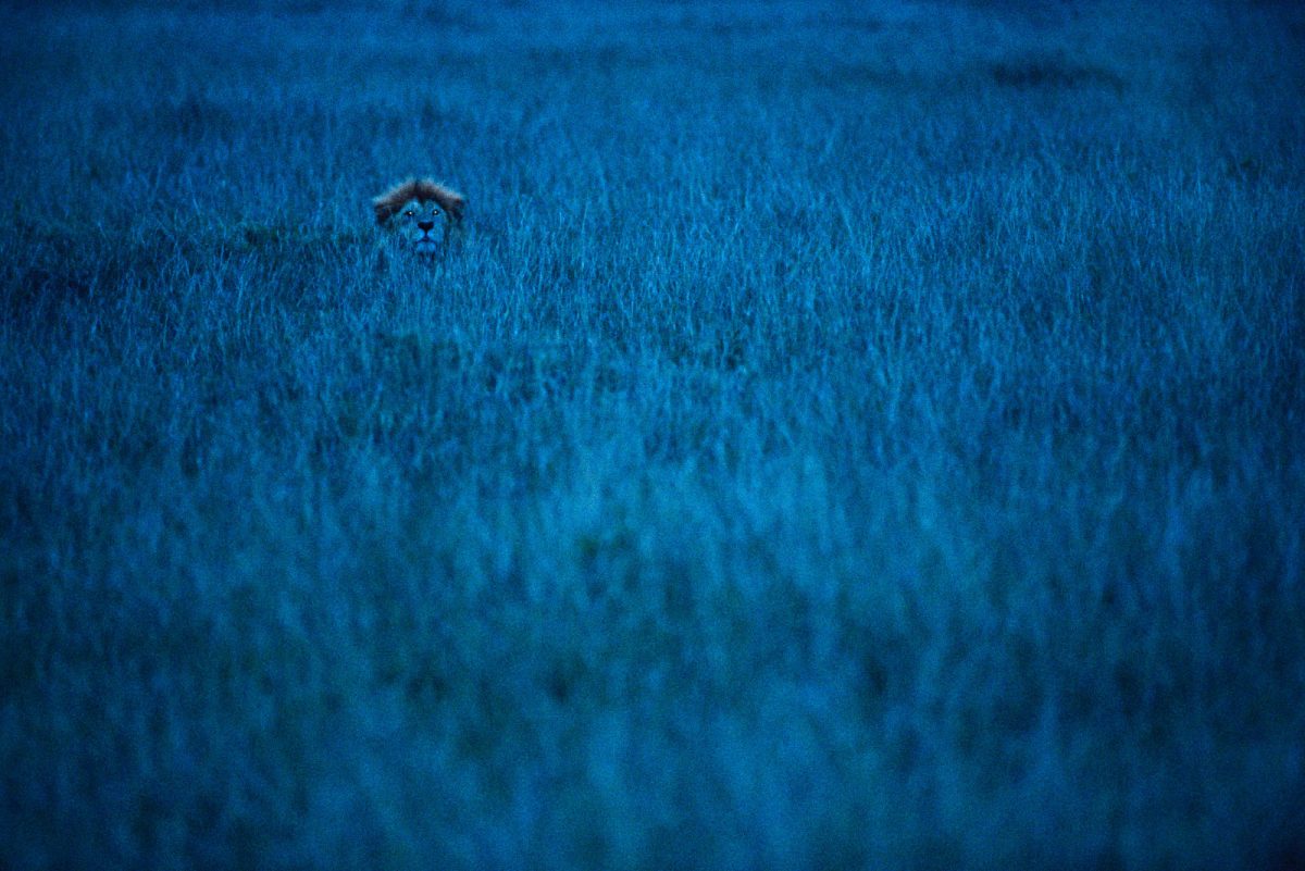 Frans Lanting Studio | Dialogues with Nature