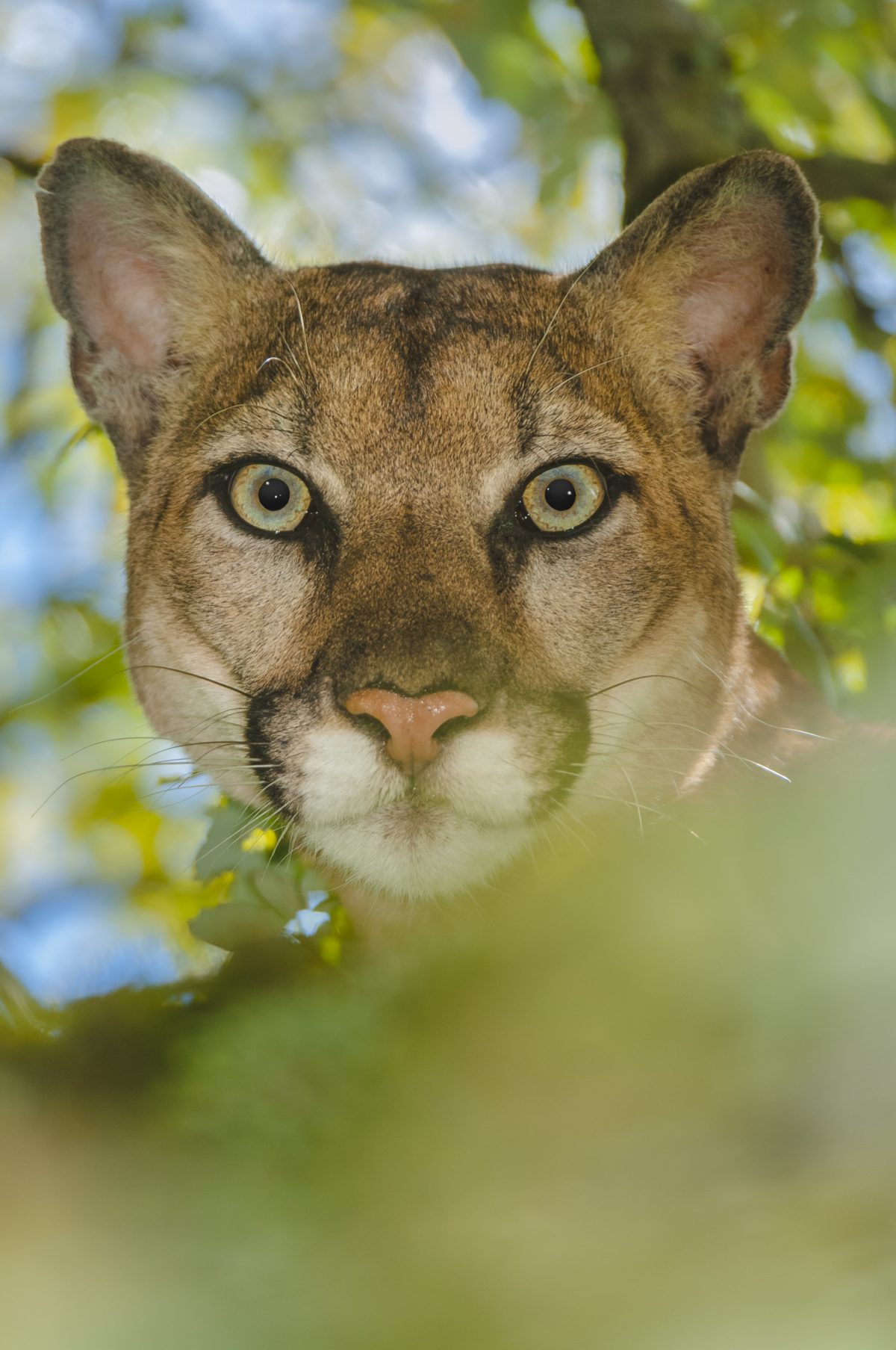 Frans Lanting Studio | Fine Art Prints