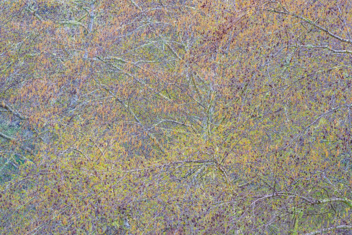 Frans Lanting Studio | The Bay of Life Series