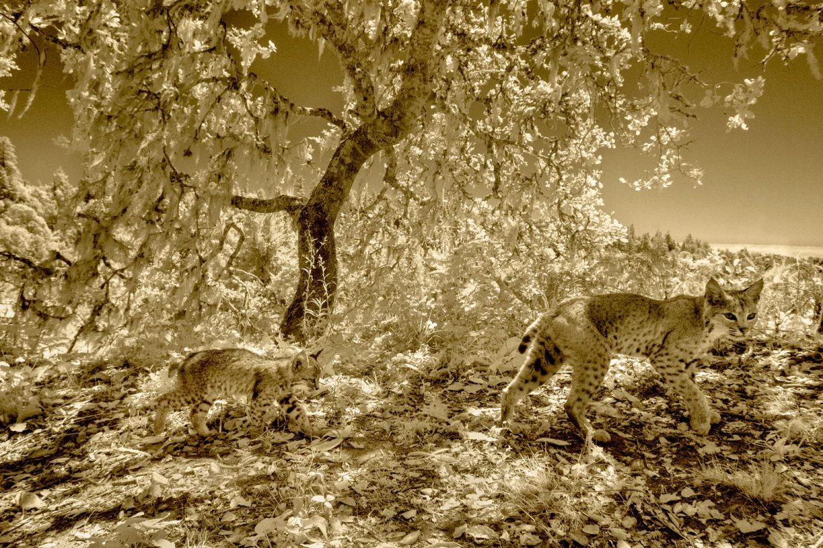 Frans Lanting Studio | Monterey Bay