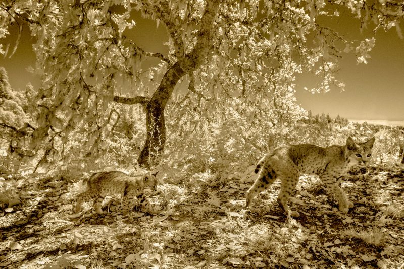 Frans Lanting Studio | Monterey Bay