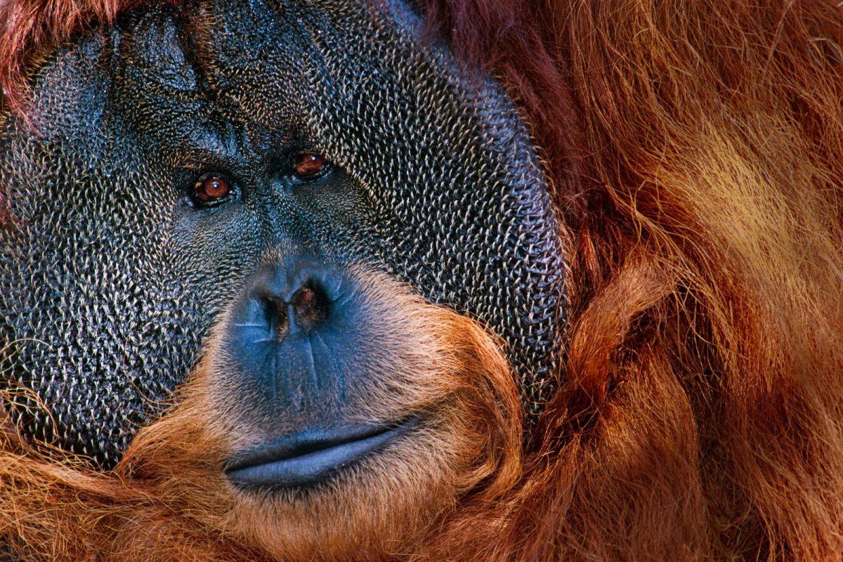 Frans Lanting Studio | Jungles