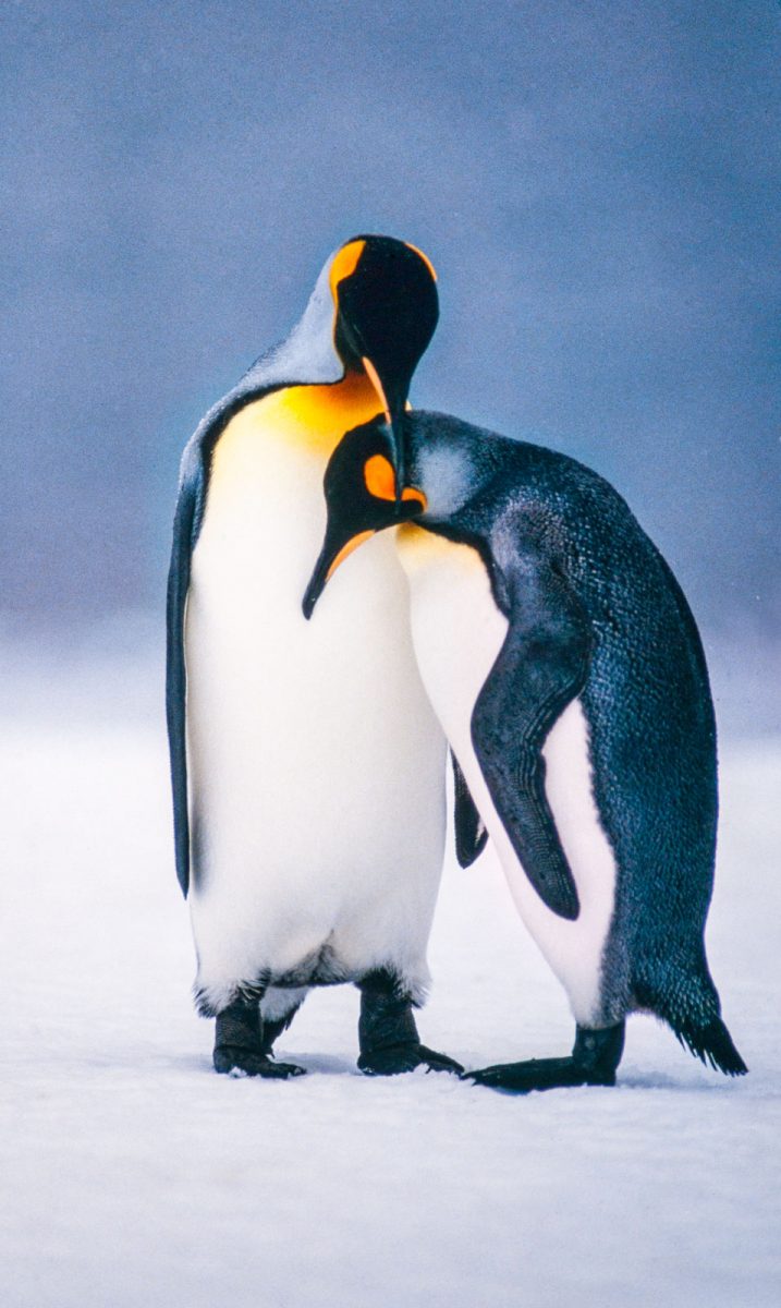 Frans Lanting Studio | Penguins