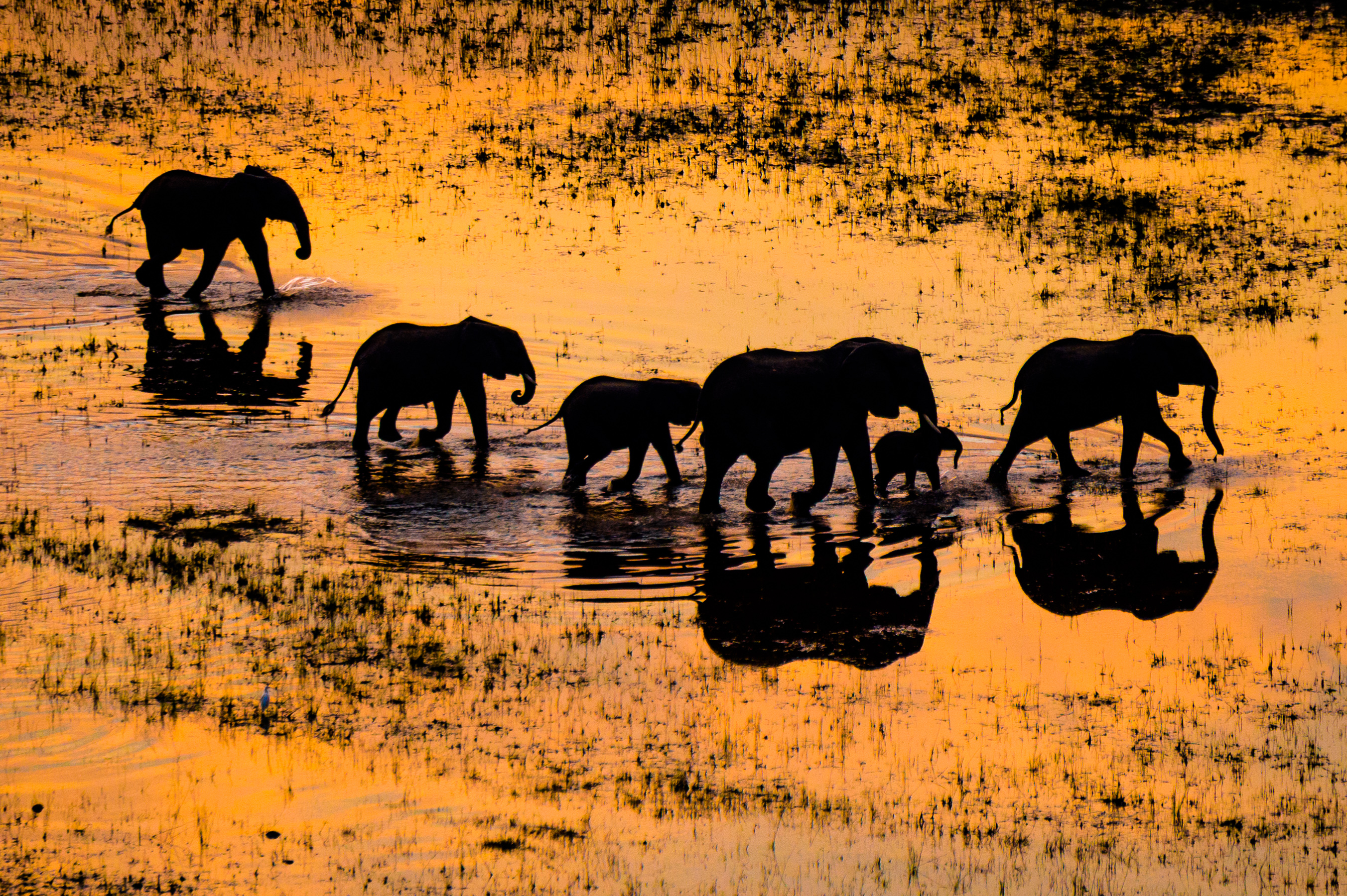 Frans Lanting | Home