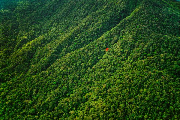 Frans Lanting Studio | Jungles