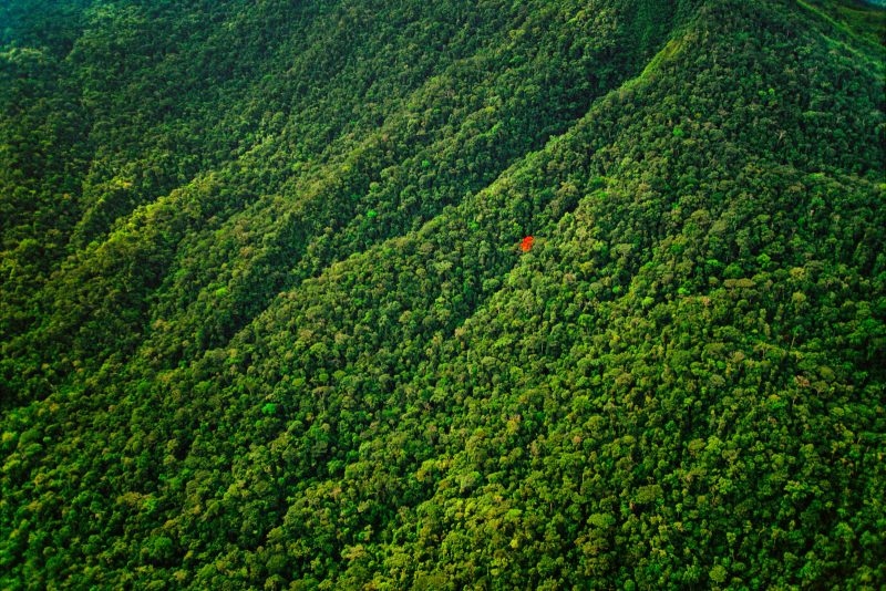 Frans Lanting Studio | Jungles