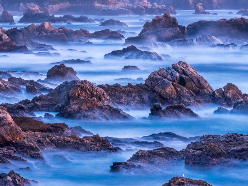 Frans Lanting Studio | Monterey Bay