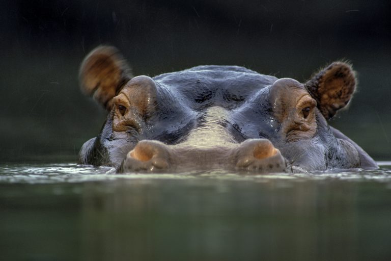 Frans Lanting Studio | Eye to Eye