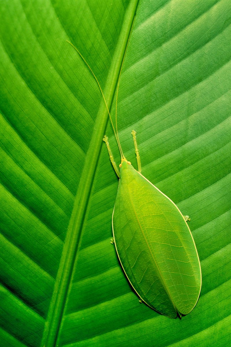 Frans Lanting Studio | Jungles