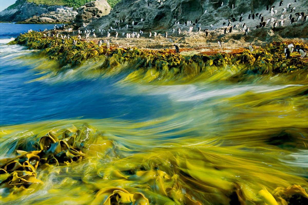 Frans Lanting Studio | LIFE: A Journey Through Time