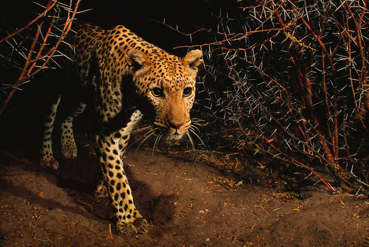 Frans Lanting Studio | Dialogues with Nature