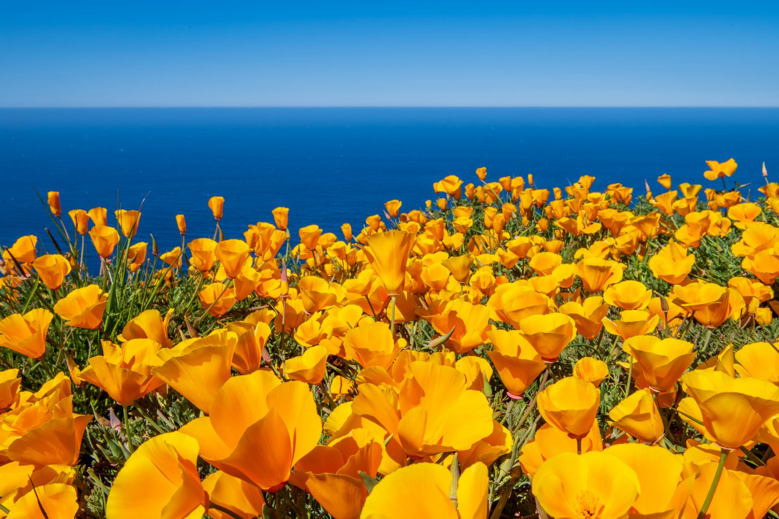 Frans Lanting | Home