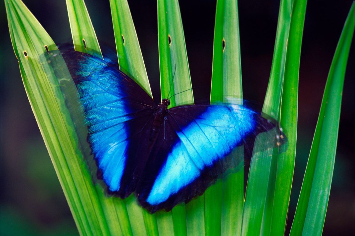 Frans Lanting Studio | Jungles