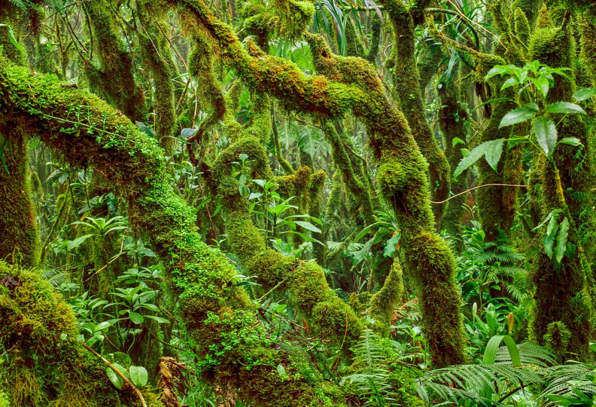 Frans Lanting Studio | Jungles