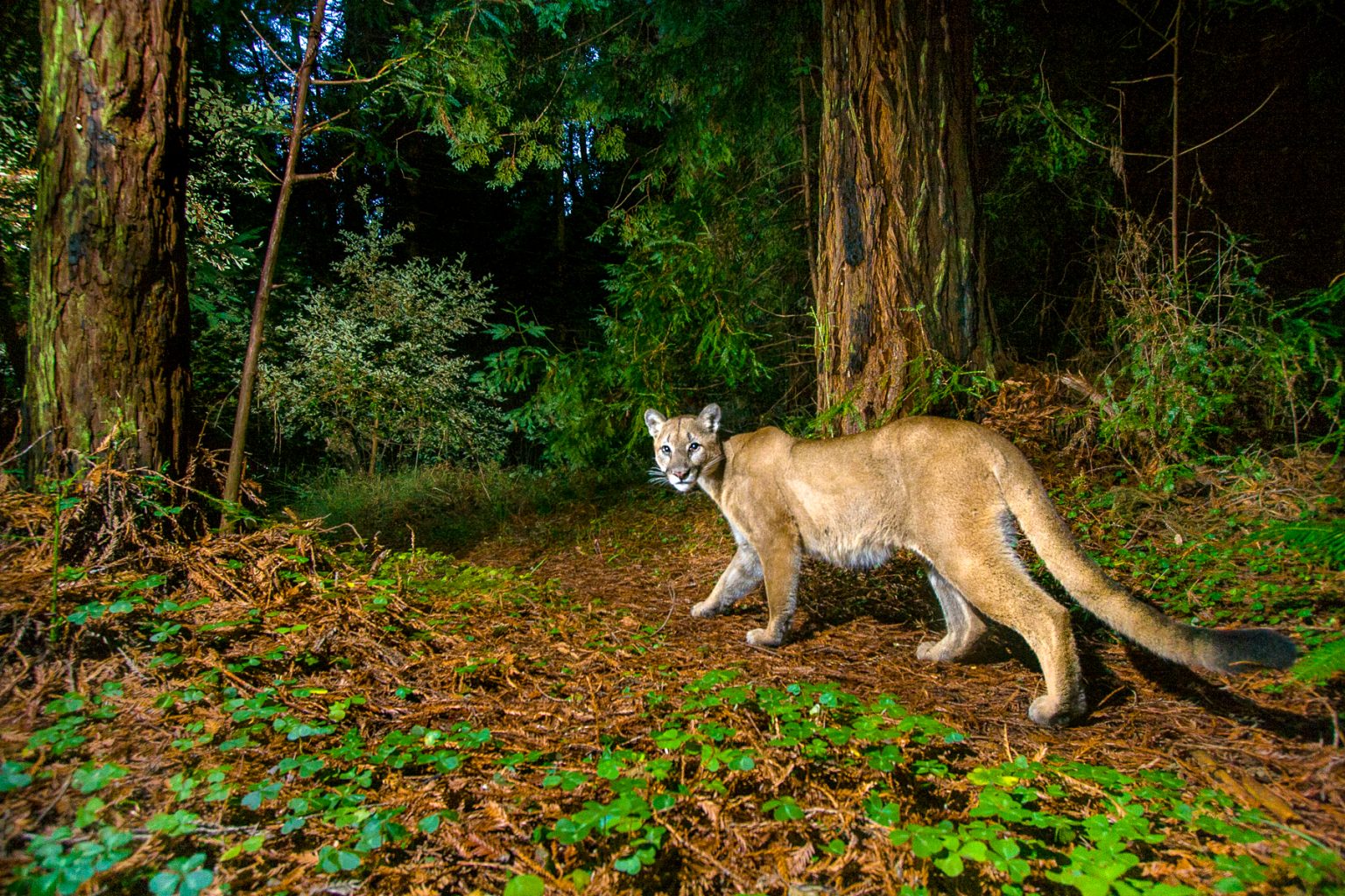 Frans Lanting | Home