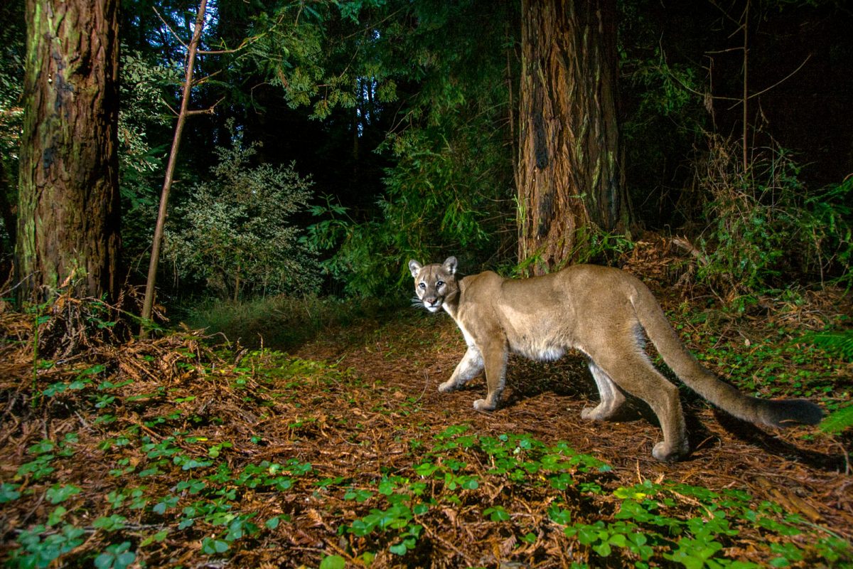 Frans Lanting Studio | Monterey Bay
