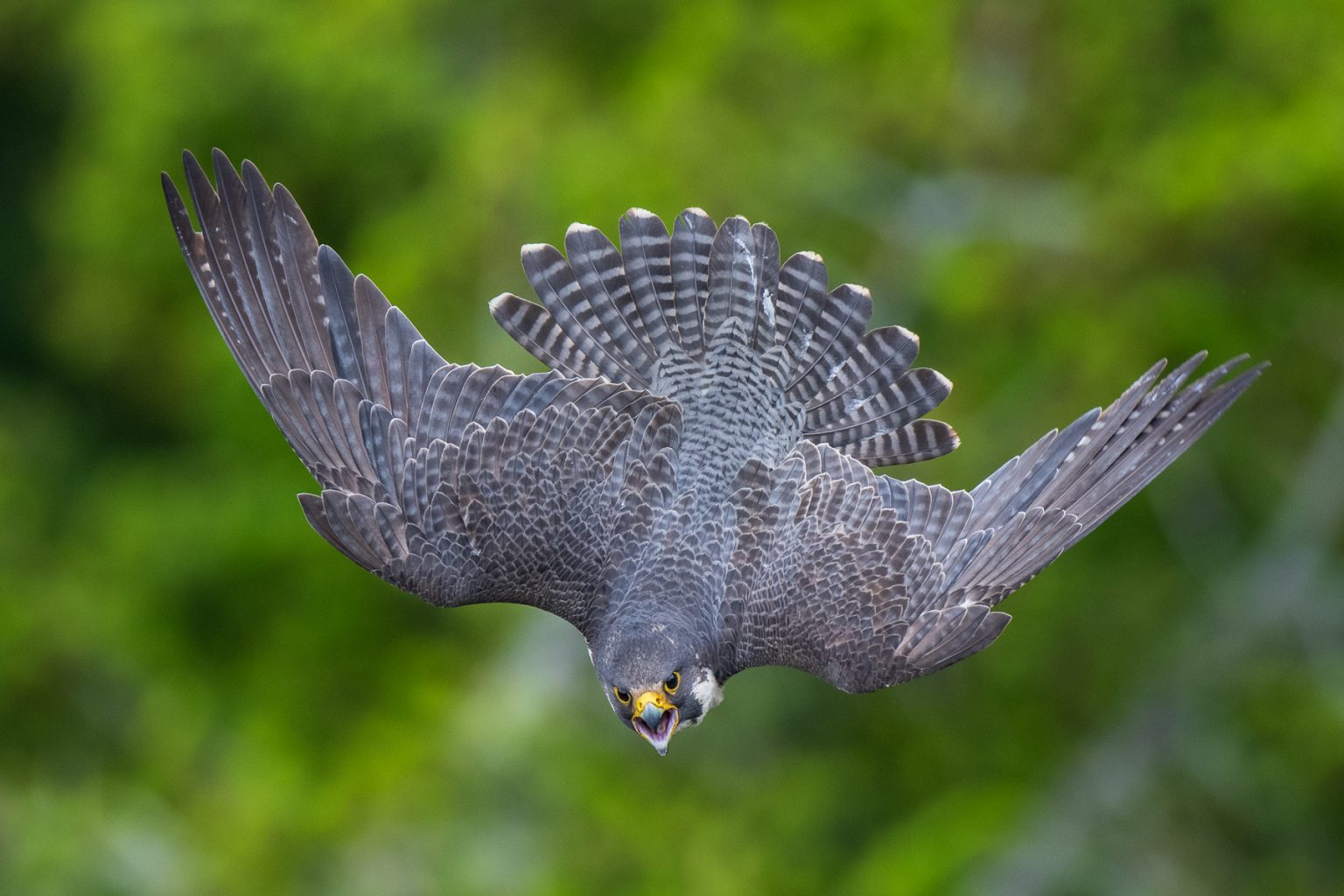 Frans Lanting | Home