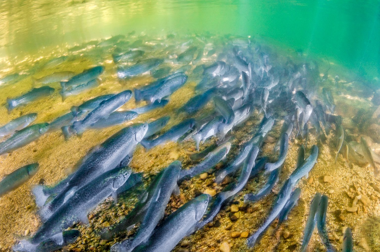 Frans Lanting Studio | Monterey Bay