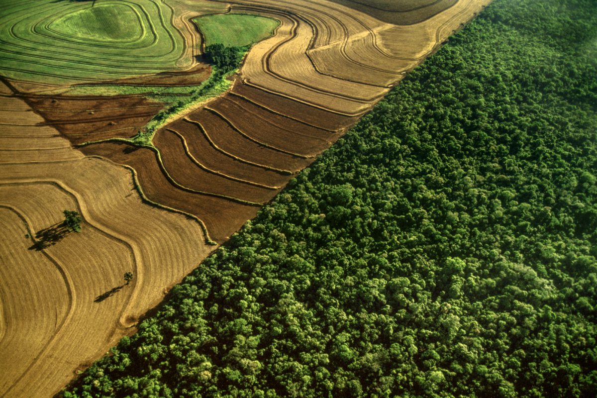 EARTH FROM ABOVE - Frans Lanting