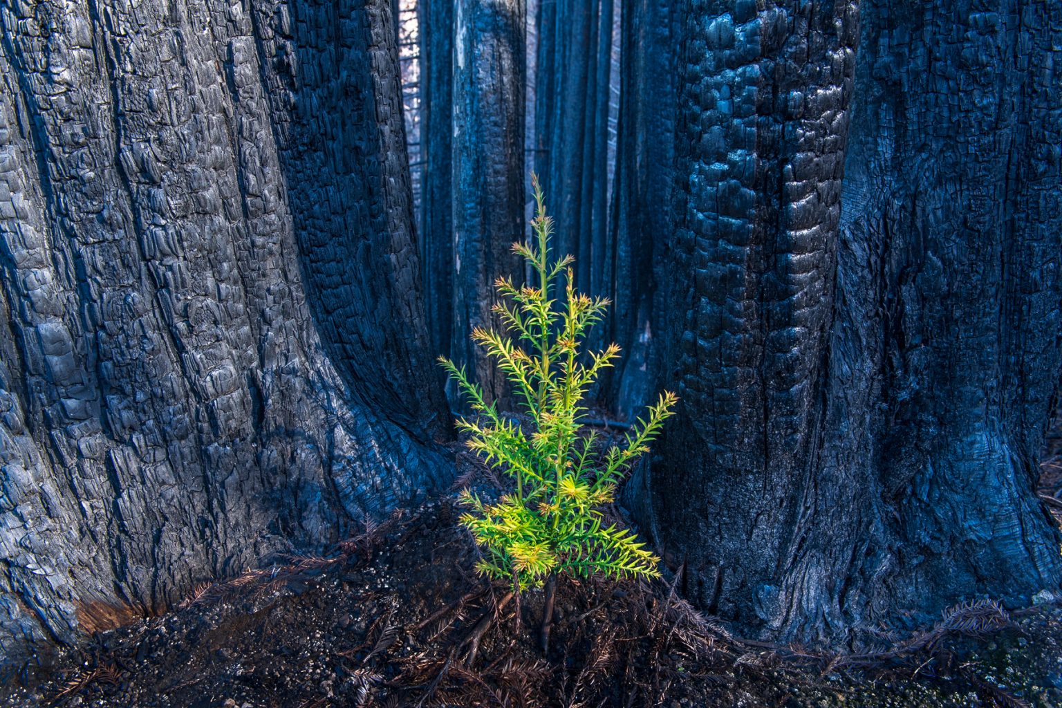 Frans Lanting | Home