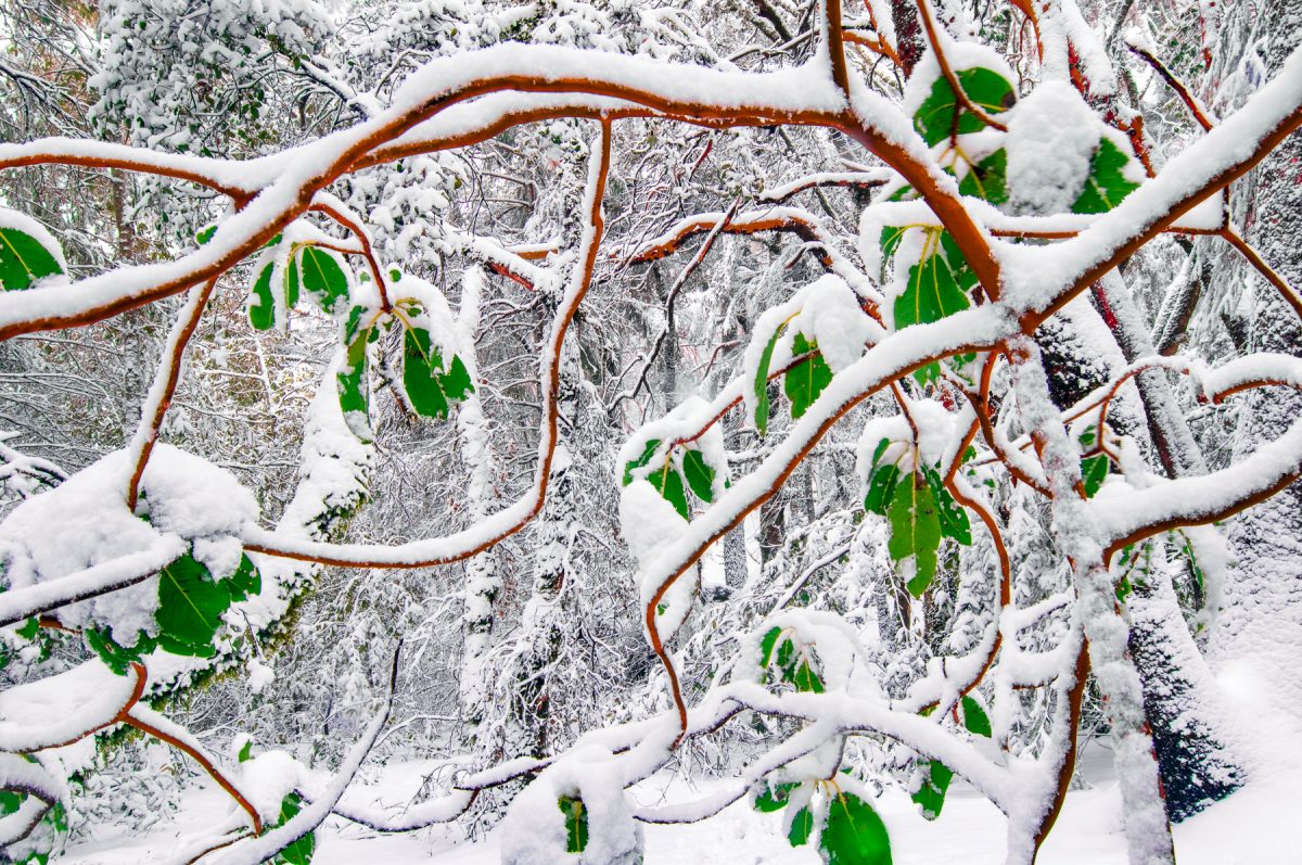 Frans Lanting Studio | Monterey Bay