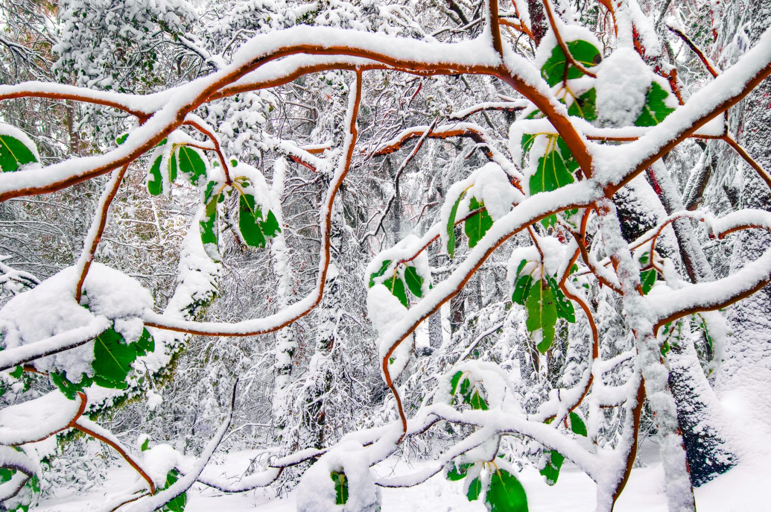 Frans Lanting Studio | Monterey Bay