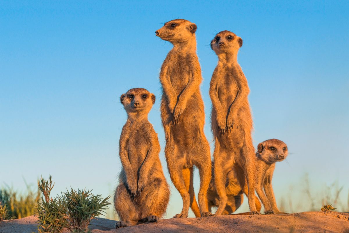 Frans Lanting Studio | Contact