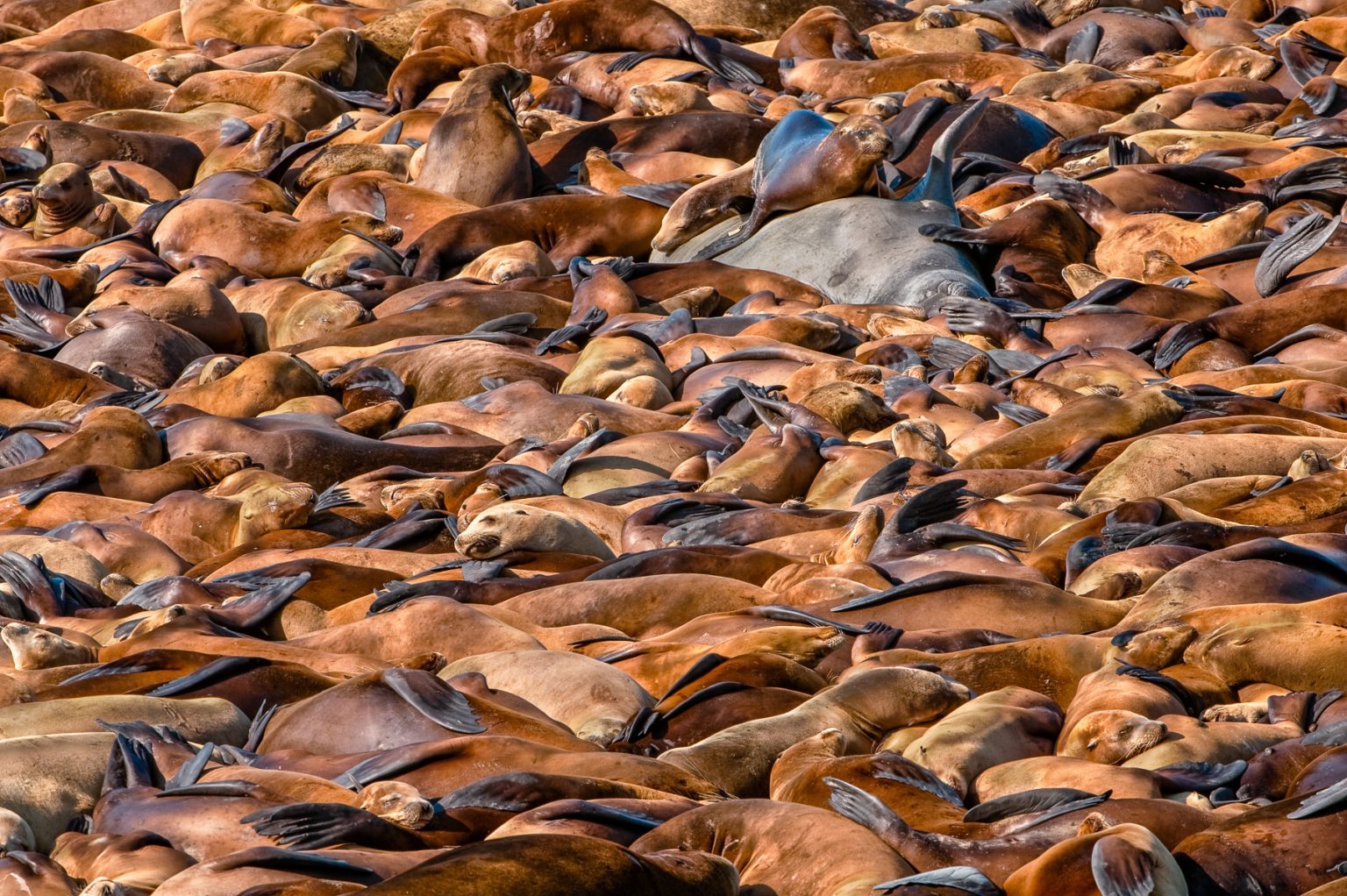 Frans Lanting | Home