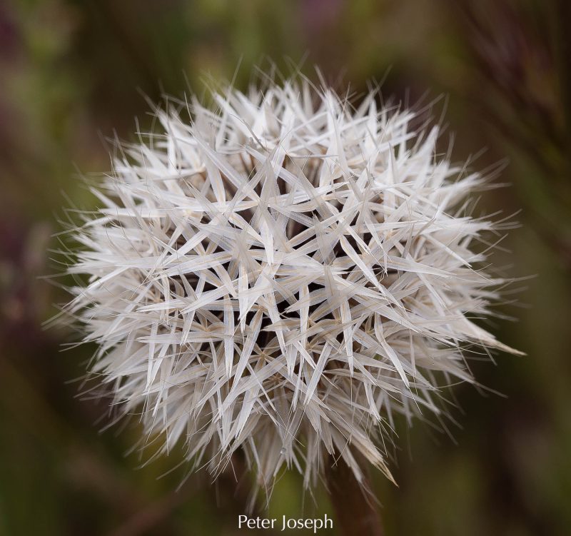 Frans Lanting Workshops I Superbloom 2023 Participant Images